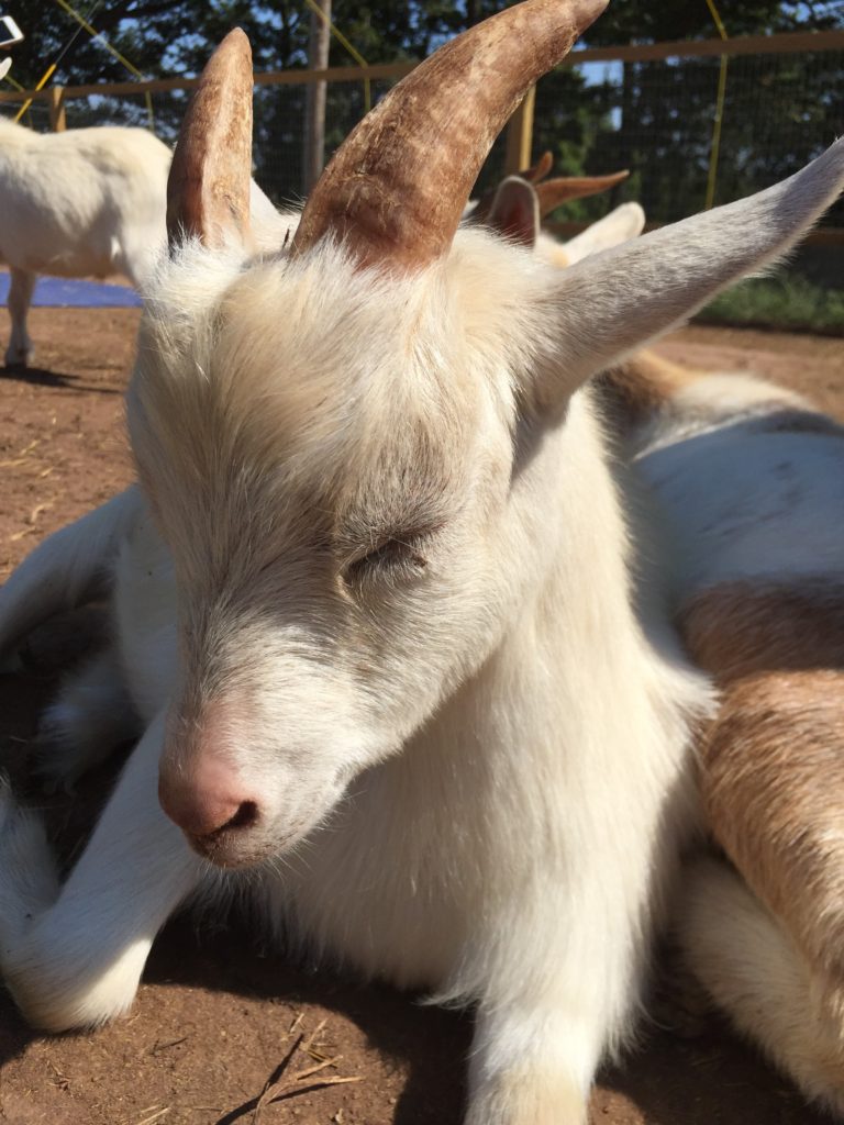 TN IRL Naaaaamaste: Goat Yoga - That's Normal